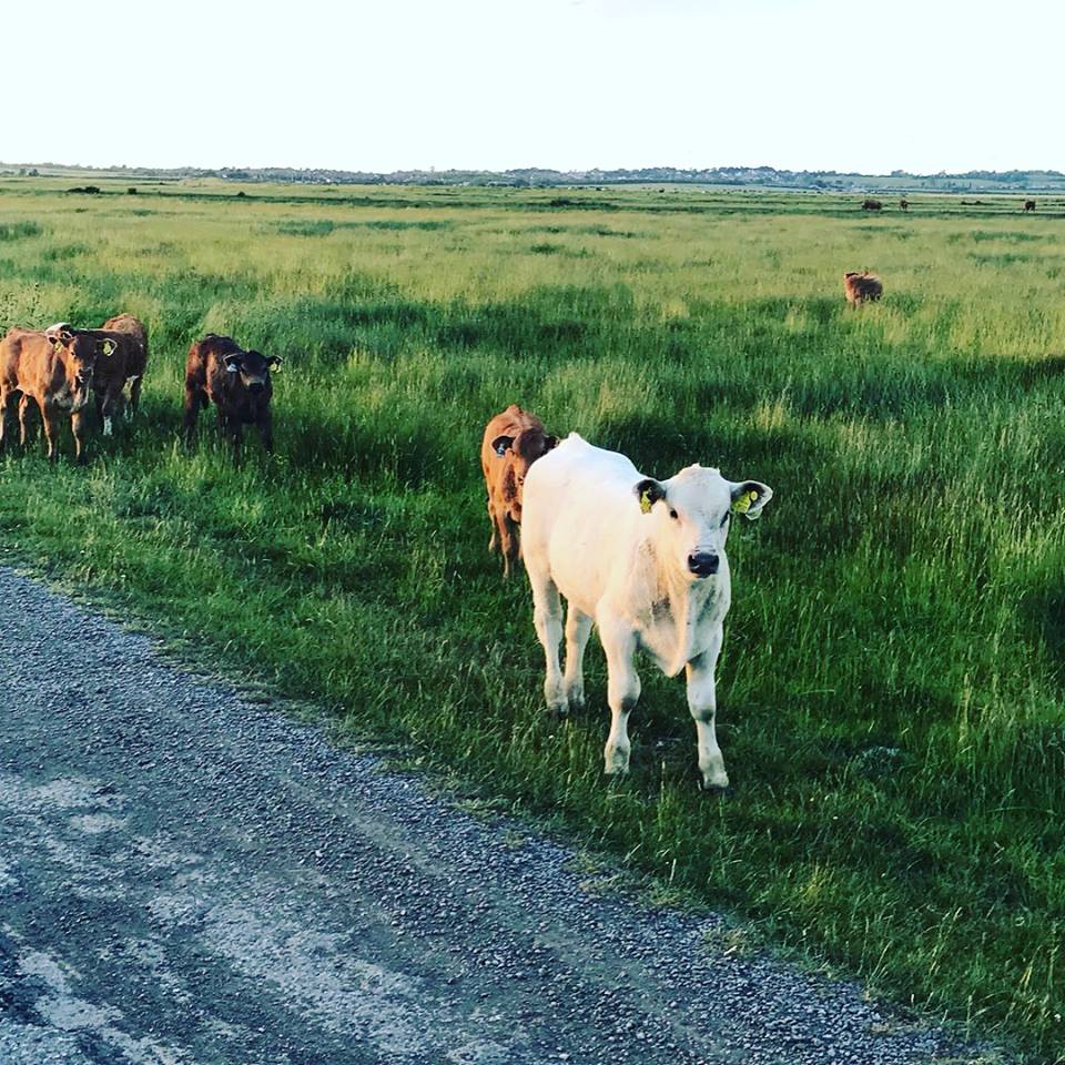 High Welfare Of Our Family Farmed Beef - The Ferry House Restaurant